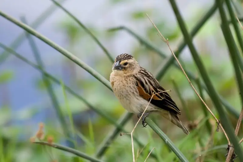 Fan-tailed widowbird - Facts, Diet, Habitat & Pictures on Animalia.bio