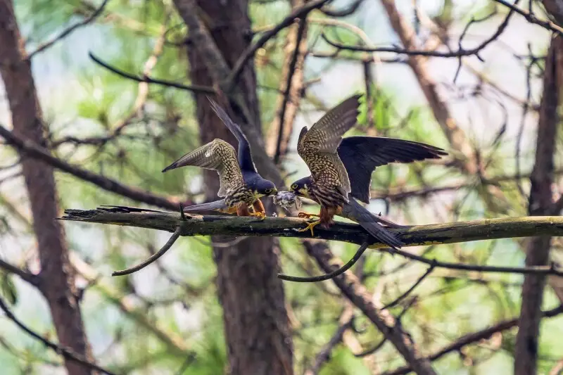 Eurasian hobby - Facts, Diet, Habitat & Pictures on Animalia.bio