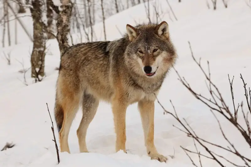Eurasian wolf - Facts, Diet, Habitat & Pictures on Animalia.bio