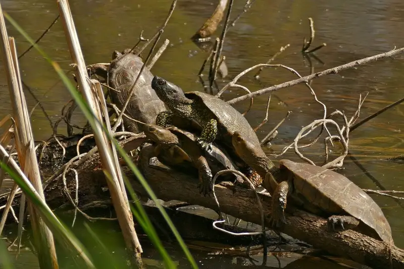 Spanish pond turtle - Facts, Diet, Habitat & Pictures on Animalia.bio
