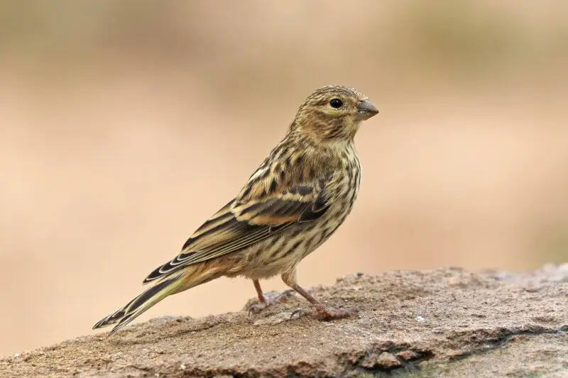 European serin - Facts, Diet, Habitat & Pictures on Animalia.bio