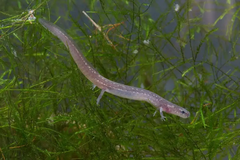 San Marcos salamander - Facts, Diet, Habitat & Pictures on Animalia.bio