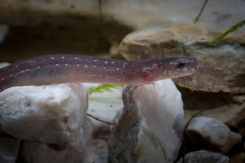 Eurycea nana - факти, дієта, ареал і фотографії на Animalia.bio