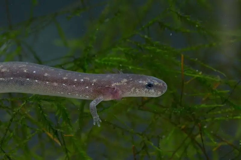 San Marcos salamander - Facts, Diet, Habitat & Pictures on Animalia.bio