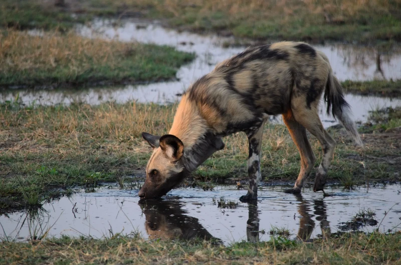 East African wild dog - Facts, Diet, Habitat & Pictures on Animalia.bio