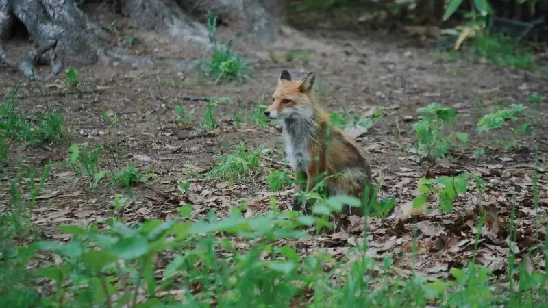 Ezo red fox - Facts, Diet, Habitat & Pictures on Animalia.bio