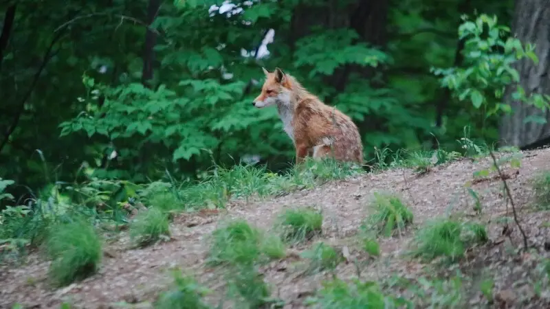 Ezo red fox - Facts, Diet, Habitat & Pictures on Animalia.bio