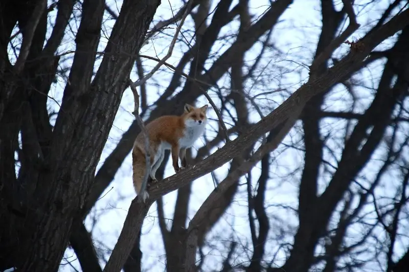 Ezo red fox - Facts, Diet, Habitat & Pictures on Animalia.bio