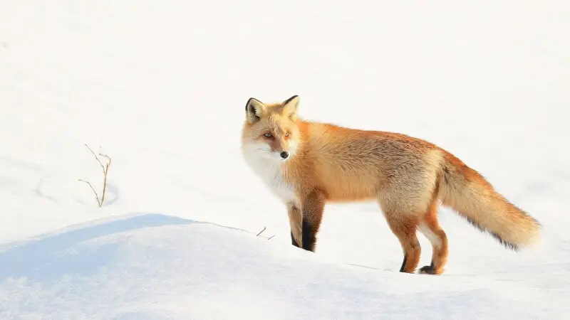 Ezo red fox - Facts, Diet, Habitat & Pictures on Animalia.bio