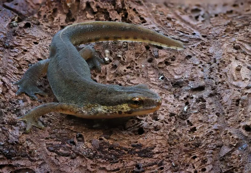 Palmate newt - Facts, Diet, Habitat & Pictures on Animalia.bio