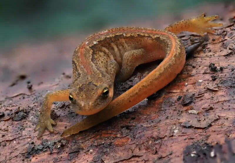 Palmate newt - Facts, Diet, Habitat & Pictures on Animalia.bio