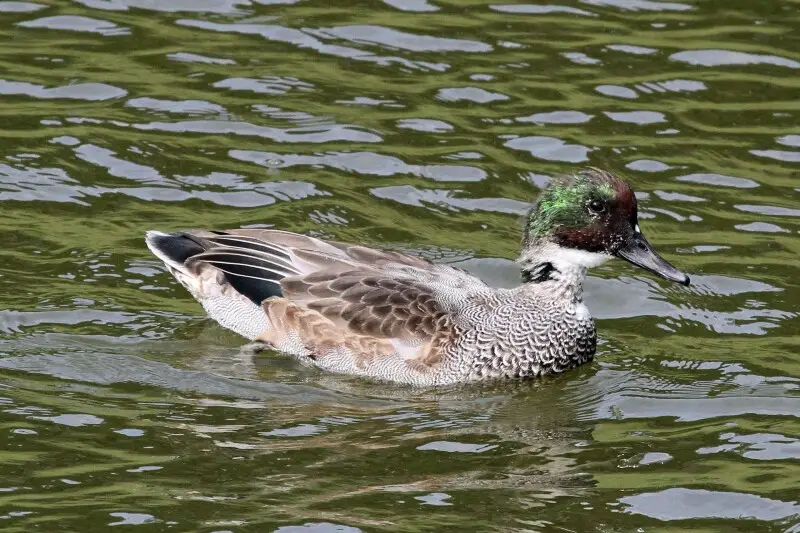 Falcated duck - Facts, Diet, Habitat & Pictures on Animalia.bio