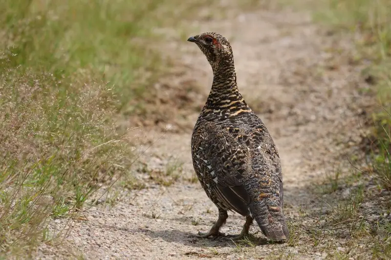 Spruce grouse - Facts, Diet, Habitat & Pictures on Animalia.bio