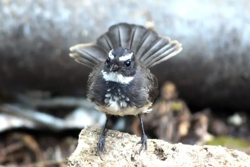 White-spotted fantail - Facts, Diet, Habitat & Pictures on Animalia.bio