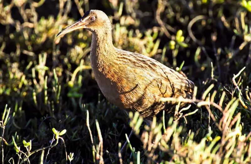 Ridgway's rail - Facts, Diet, Habitat & Pictures on Animalia.bio