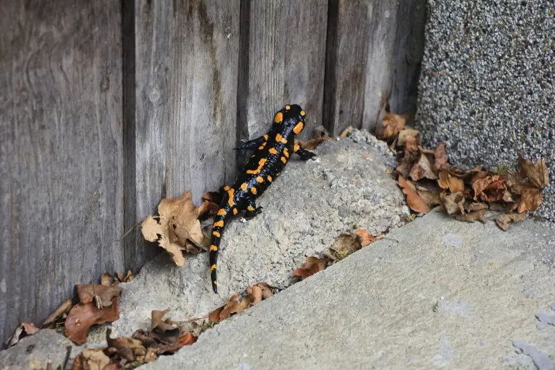 Fire salamander - Facts, Diet, Habitat & Pictures on Animalia.bio