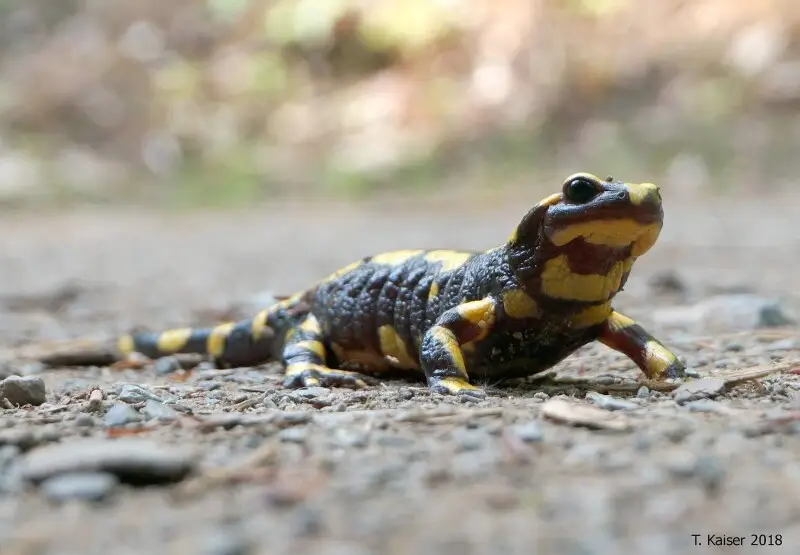 Fire salamander - Facts, Diet, Habitat & Pictures on Animalia.bio