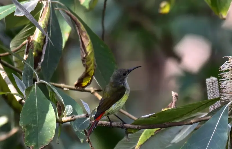 Fire-tailed sunbird - Facts, Diet, Habitat & Pictures on Animalia.bio