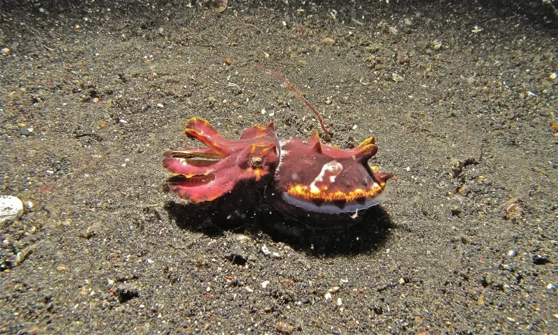 Metasepia pfefferi - Facts, Diet, Habitat & Pictures on Animalia.bio