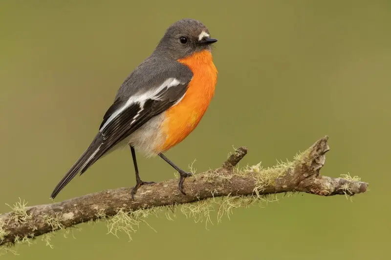 Flame robin - Facts, Diet, Habitat & Pictures on Animalia.bio