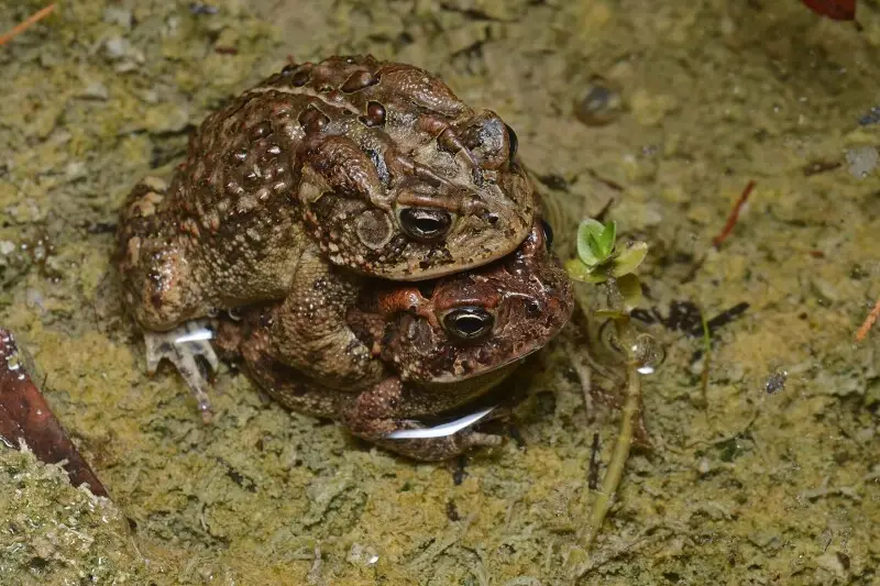 Southern toad - Facts, Diet, Habitat & Pictures on Animalia.bio
