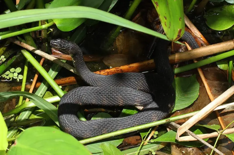 Florida banded water snake - Facts, Diet, Habitat & Pictures on ...