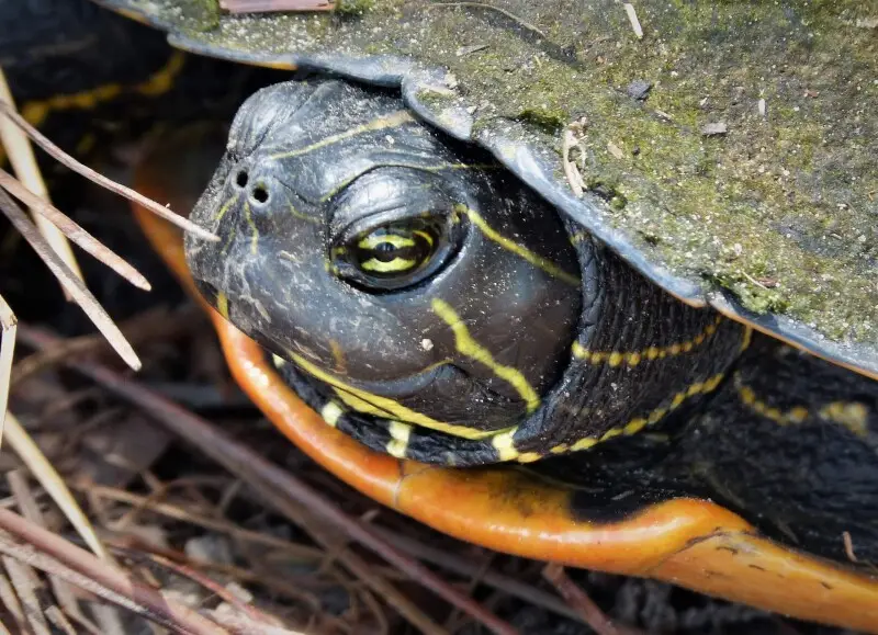 Coastal plain cooter - Facts, Diet, Habitat & Pictures on Animalia.bio