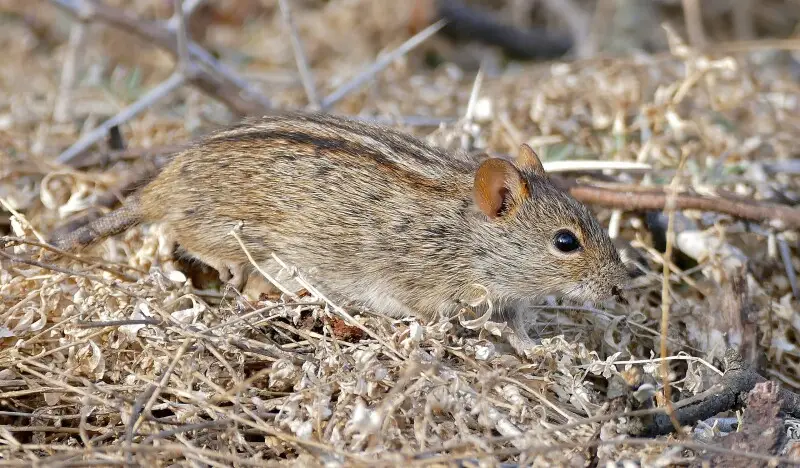 Four-striped grass mouse - Facts, Diet, Habitat & Pictures on Animalia.bio