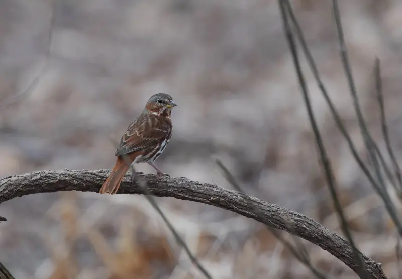Fox sparrow - Facts, Diet, Habitat & Pictures on Animalia.bio