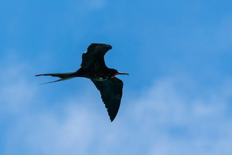 Great frigatebird - Facts, Diet, Habitat & Pictures on Animalia.bio