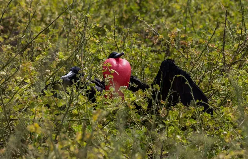 Great frigatebird - Facts, Diet, Habitat & Pictures on Animalia.bio
