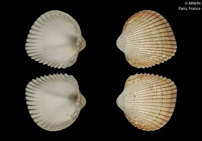 Fragum unedo - факти, дієта, ареал і фотографії на Animalia.bio