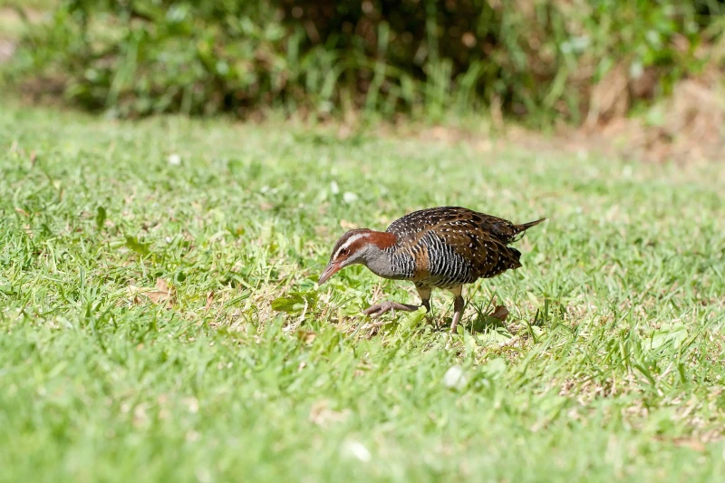 Sharpe's rail - Facts, Diet, Habitat & Pictures on Animalia.bio