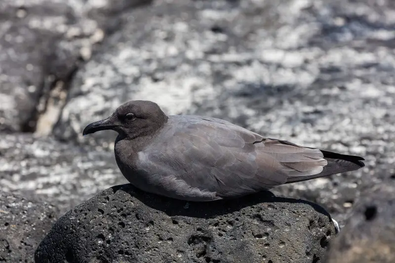 Lava gull - Facts, Diet, Habitat & Pictures on Animalia.bio