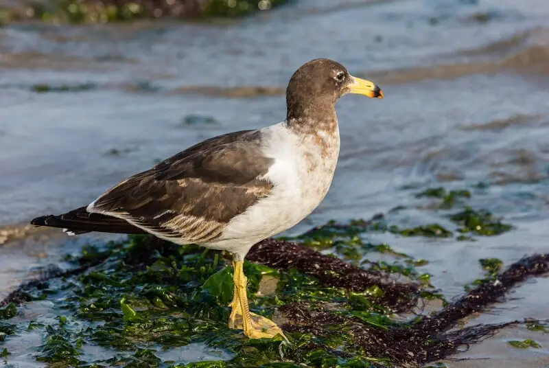 Belcher's gull - Facts, Diet, Habitat & Pictures on Animalia.bio