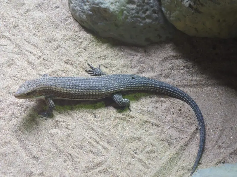 Sudan plated lizard - Facts, Diet, Habitat & Pictures on Animalia.bio