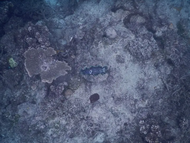 Giant clam - Facts, Diet, Habitat & Pictures on Animalia.bio