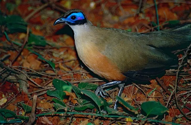 Giant coua - Facts, Diet, Habitat & Pictures on Animalia.bio