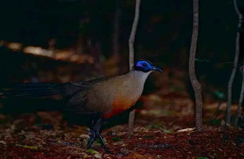 Giant coua - Facts, Diet, Habitat & Pictures on Animalia.bio