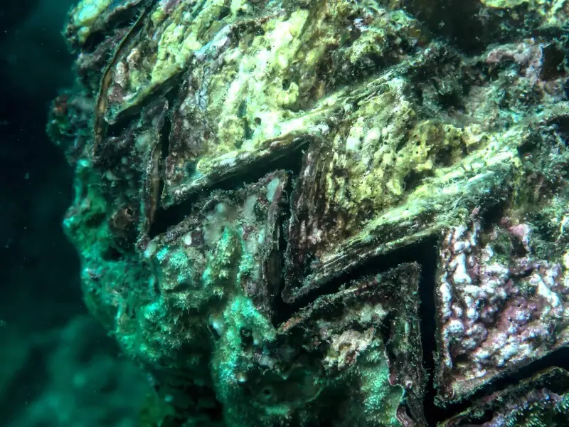 Hyotissa hyotis - факти, дієта, ареал і фотографії на Animalia.bio