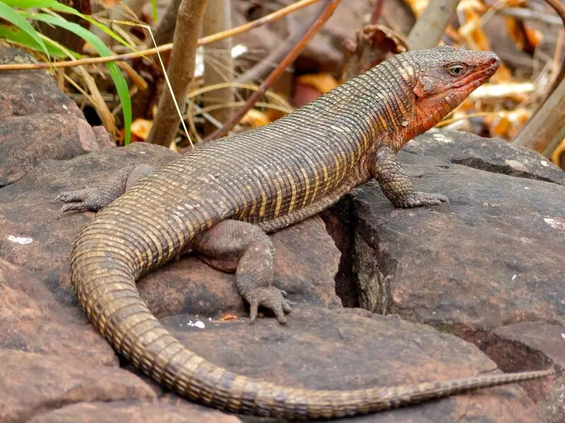 Gerrhosaurus validus - факти, дієта, ареал і фотографії на Animalia.bio
