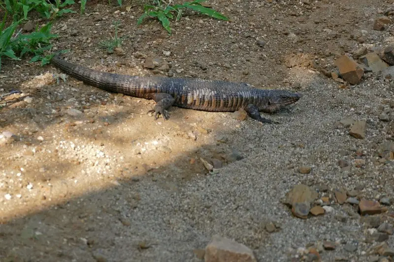 Giant plated lizard - Facts, Diet, Habitat & Pictures on Animalia.bio