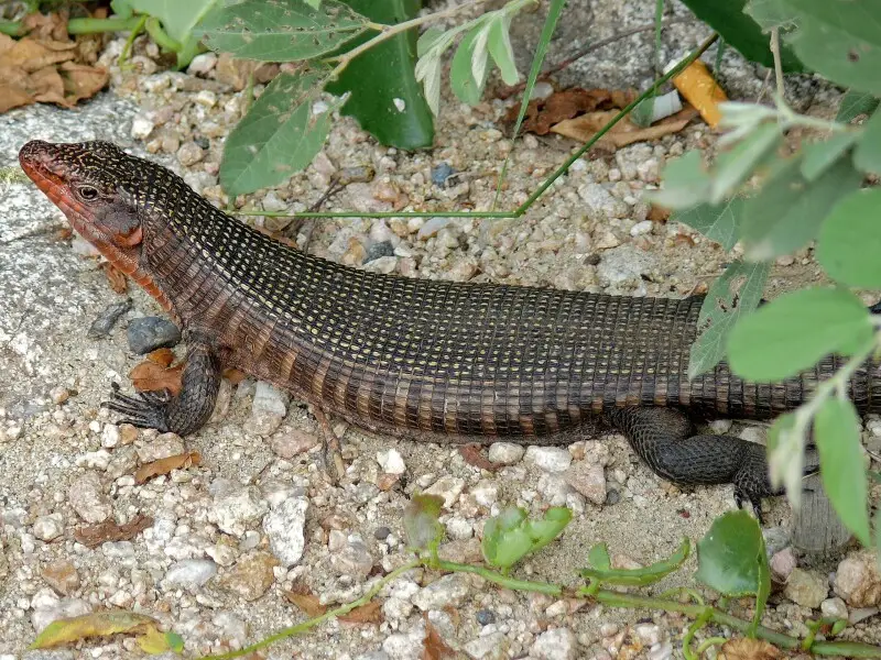 Giant plated lizard - Facts, Diet, Habitat & Pictures on Animalia.bio