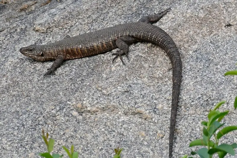 Giant plated lizard - Facts, Diet, Habitat & Pictures on Animalia.bio