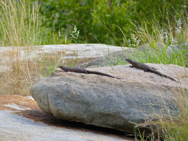 Giant plated lizard - Facts, Diet, Habitat & Pictures on Animalia.bio