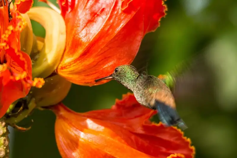 Chrysuronia oenone - факти, дієта, ареал і фотографії на Animalia.bio