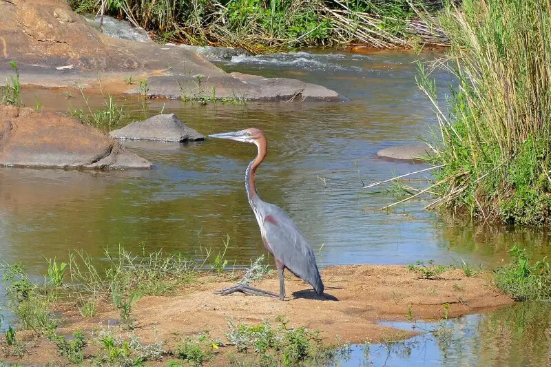 Goliath heron - Facts, Diet, Habitat & Pictures on Animalia.bio