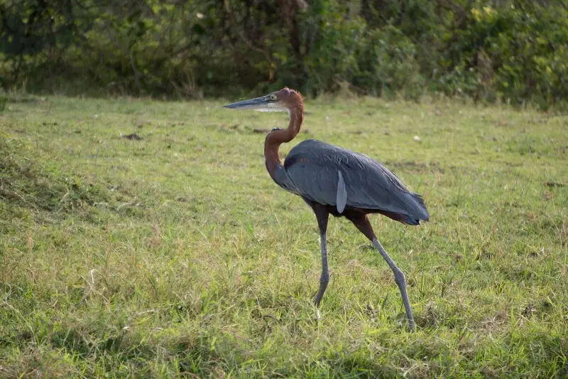 Goliath heron - Facts, Diet, Habitat & Pictures on Animalia.bio