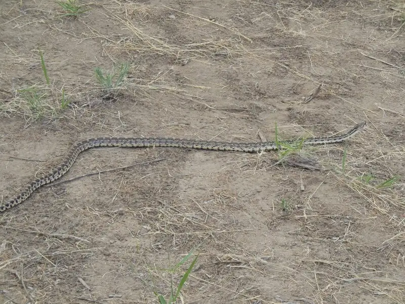 Pacific gopher snake - Facts, Diet, Habitat & Pictures on Animalia.bio