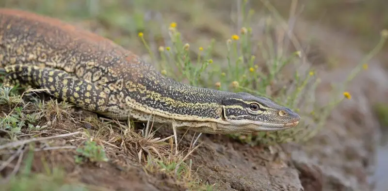 Sand goanna - Facts, Diet, Habitat & Pictures on Animalia.bio